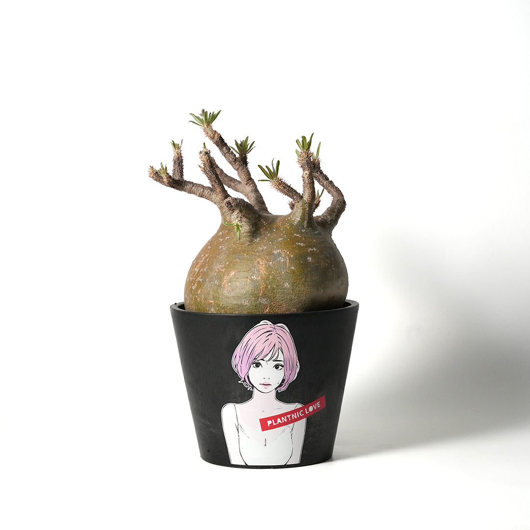 Pachypodium Gracilis – VALIANT GALLERY ONLINE